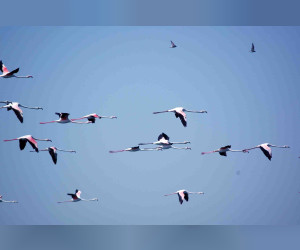 Sheikh Zayed Protected Areas Network : An exemplary environment for ...